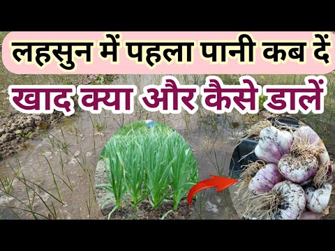 लहसुन की खेती कैसे करें । लहसुन में पहला पानी कब लगाएं और खाद कब डालें ...