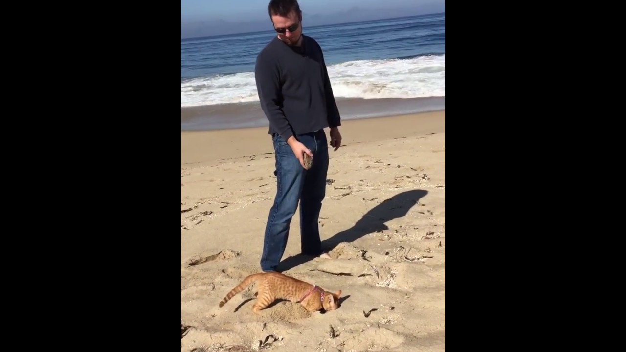 Poop on the beach - YouTube