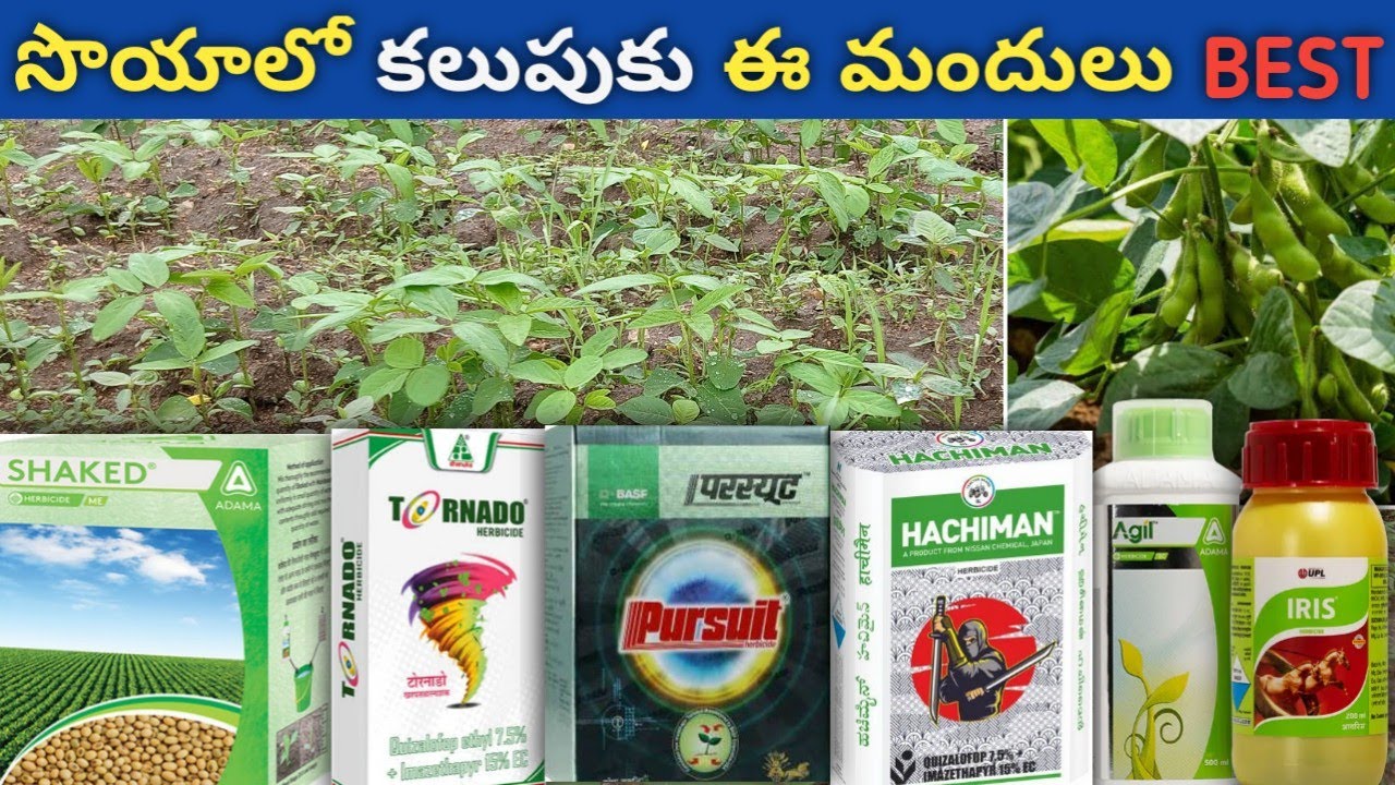 సొయాచిక్కుడులో కలుపు నివారణ | Shaked, agil, upl iris,tornado,pursuit ...