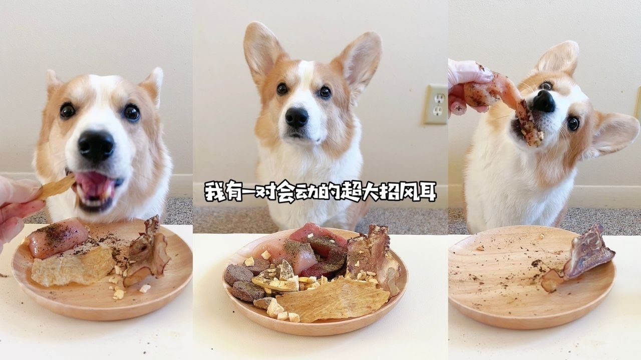 Corgi's Raw Feeding Meal | The Dog Eats Crunchy Grilled Shark Fillet ...