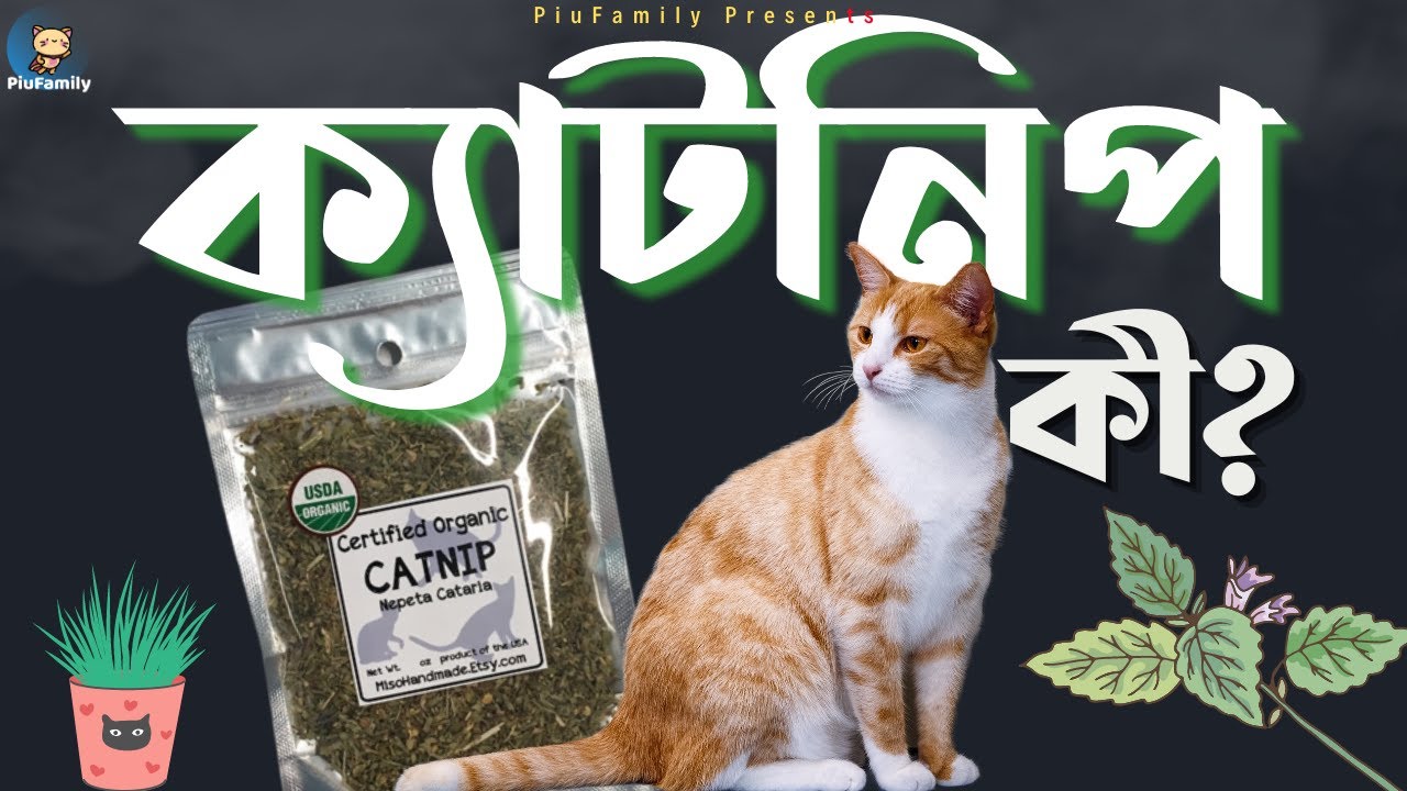 ক্যাটনিপ কি? এটি কি কি কাজে ব্যবহার হয়? Catnip Explained | PiuFamily ...