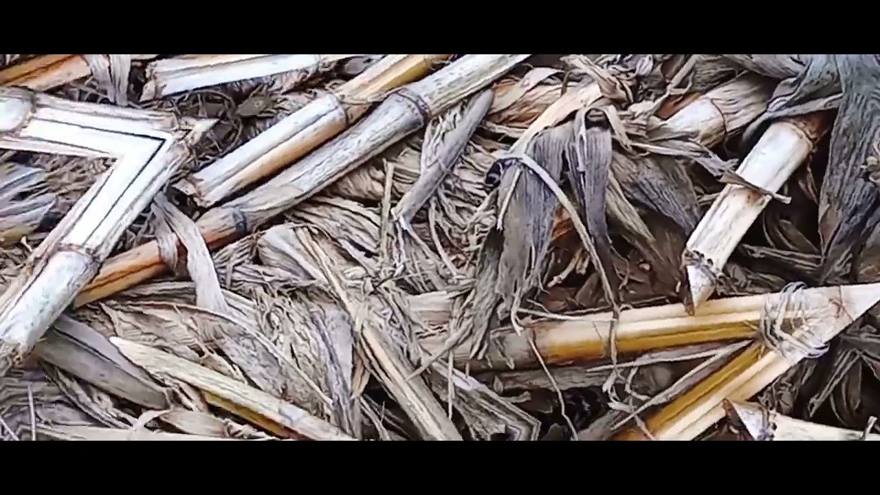Decomposed maize stalks are a great source of Organic fertiliser in ...