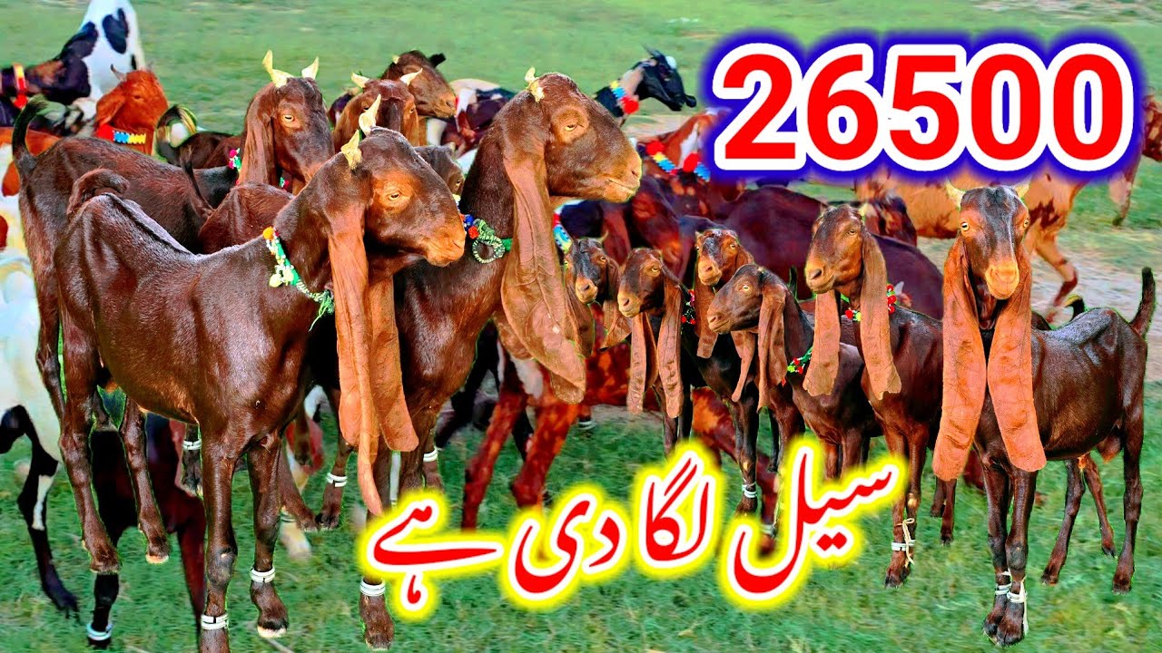 kamori bakri Lambe Kan wali bakri Mangal Mandi ka rate Bade kanon wali ...