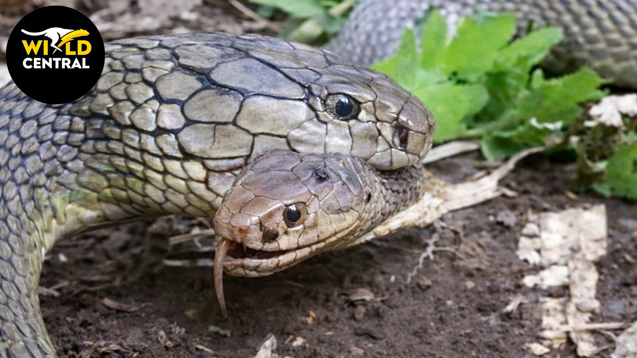 Brutal Moments When King Cobras Strike And Devour Venomous Snakes ...
