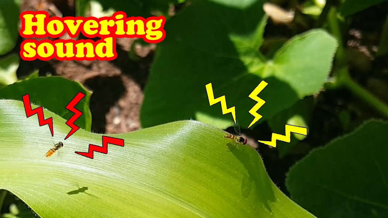 Hoverfly hovering - YouTube