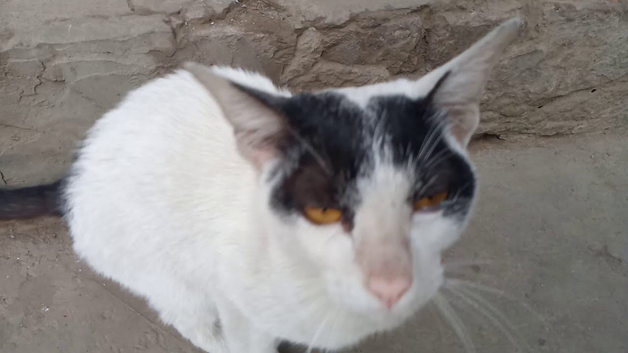 qeut cats.part (30) - YouTube