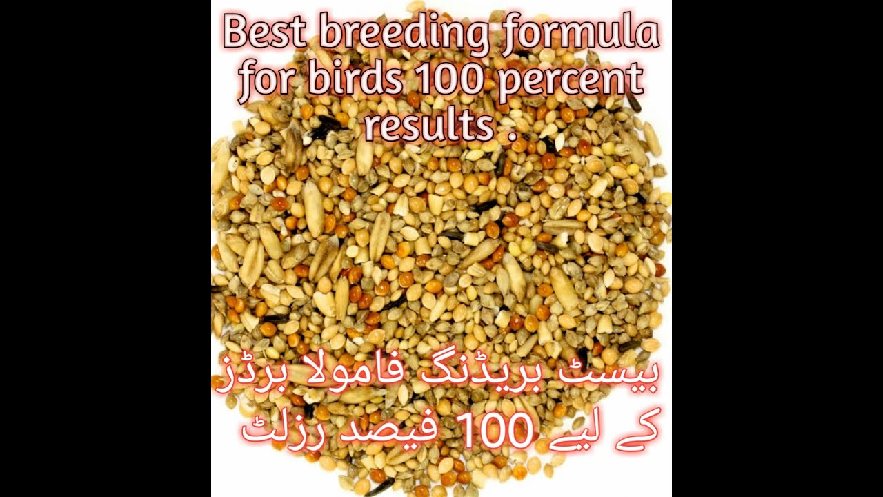 Breeding formula | birds breeding formula | breeding formula for ...