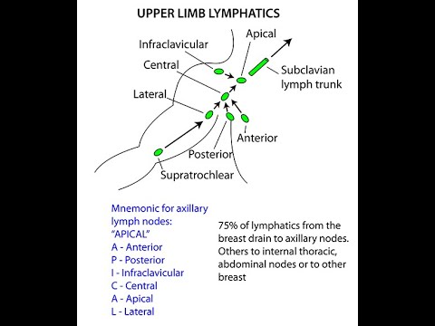Extra Axillary Group of lymph nodes and Axillary Lymphadenopathy - YouTube