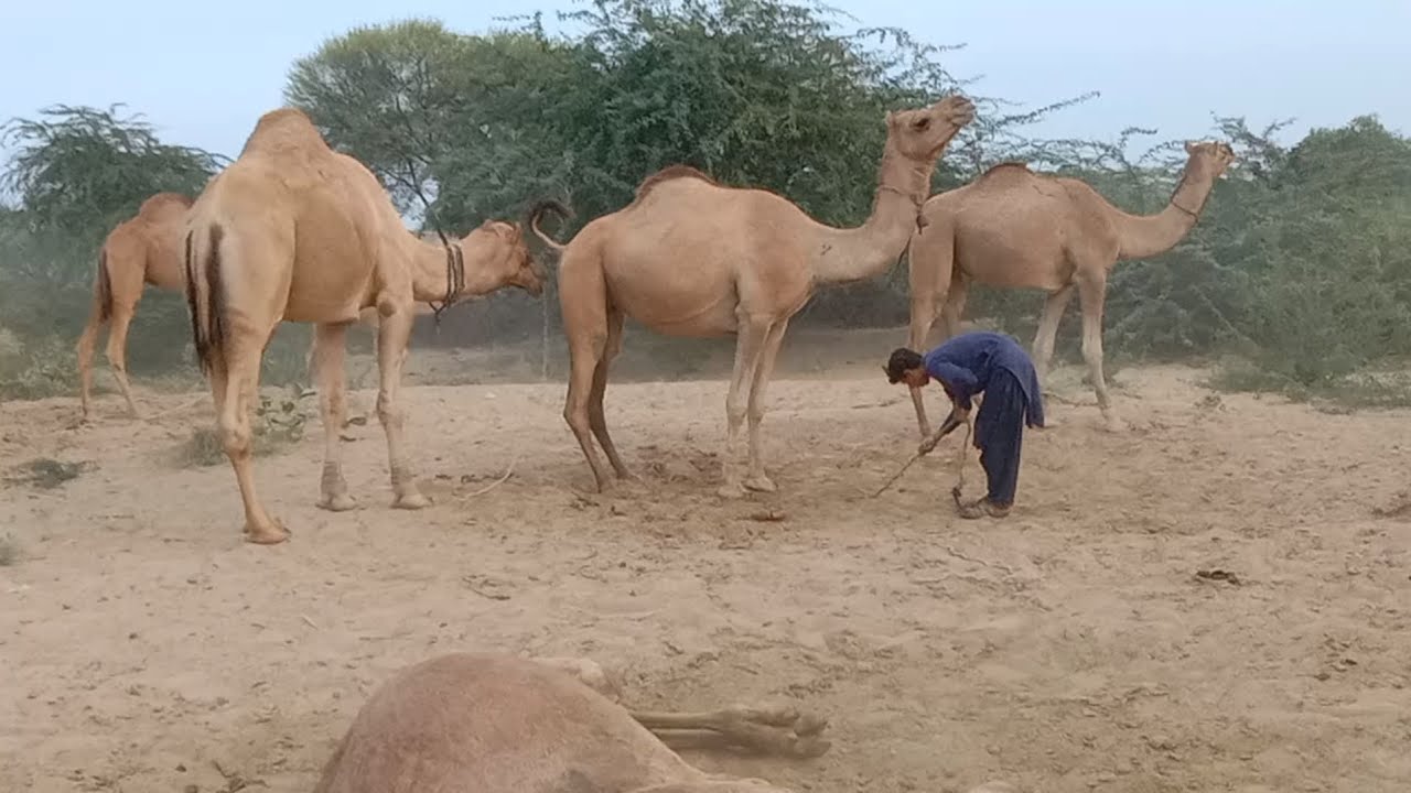 Camel meating season / Camel Jump / Camel attack / Village life - YouTube