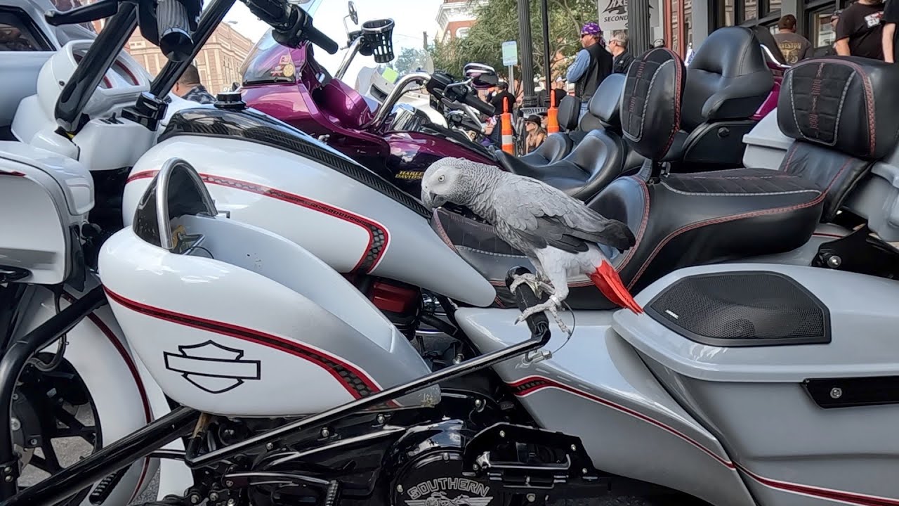African Grey Parrot rides Harley Davidson Road Glide Aka Birdman ...