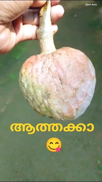 ആത്തക്ക കഴിക്കാം 😋 - Tasty Fruit | Custard Apple - Athakka, ആത്തചക്ക ...