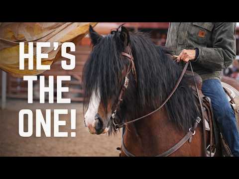 We Searched the Whole Auction for the PERFECT Horse