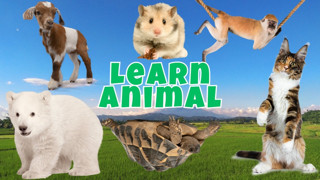Cute Animal Sounds: Lion, Elephant, Zebra, Tiger, Turtle, Wolf, Animal ...