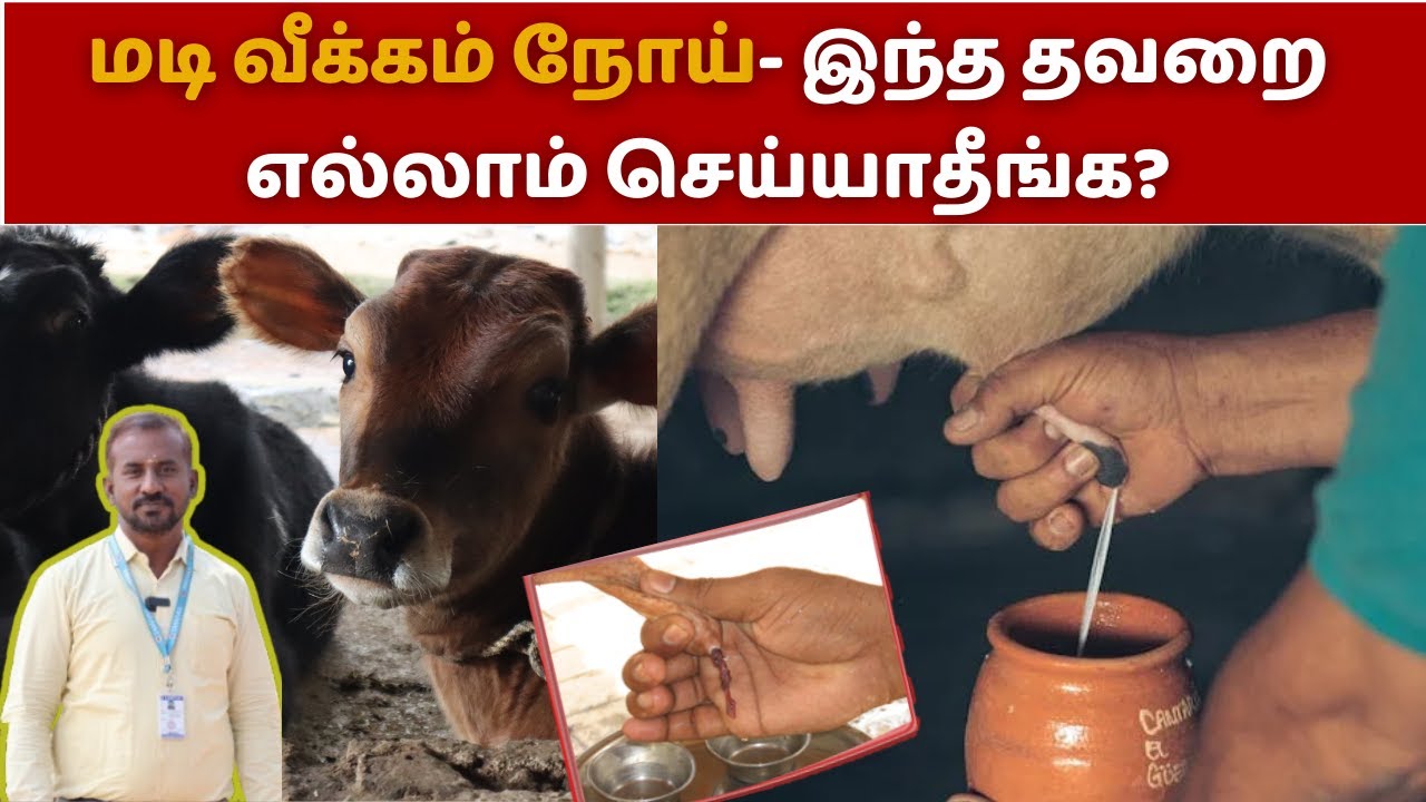 mastitis in cows | மடி வீக்கம்- இந்த தவறை செய்யாதீங்க? madi veekam in ...