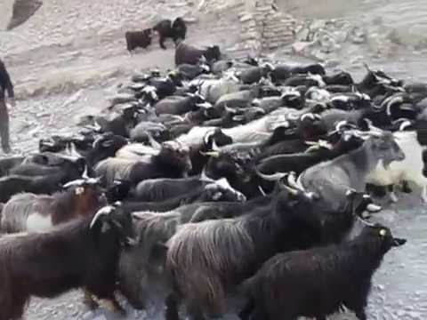 Tourists taking the picture of chyangra in Mustang, Nepal - YouTube