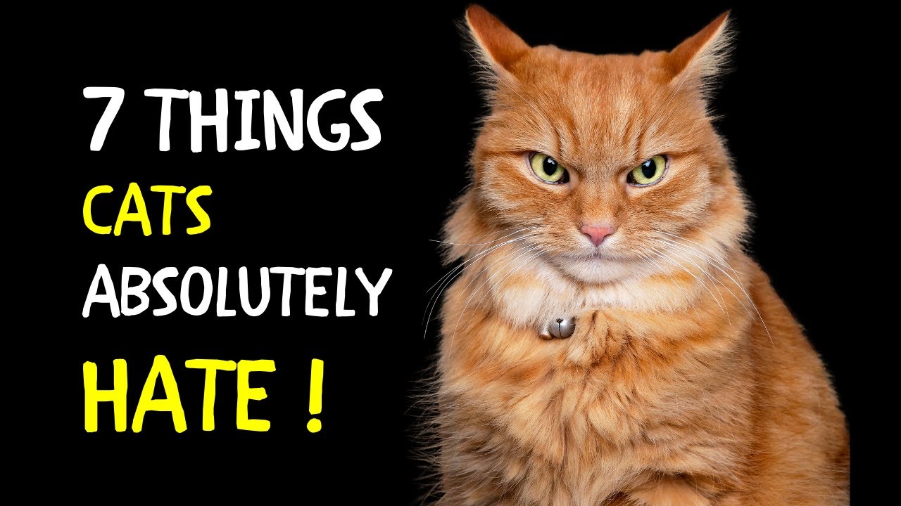 What Cats Absolutely Hate | 7 Things To Avoid for Cats - YouTube