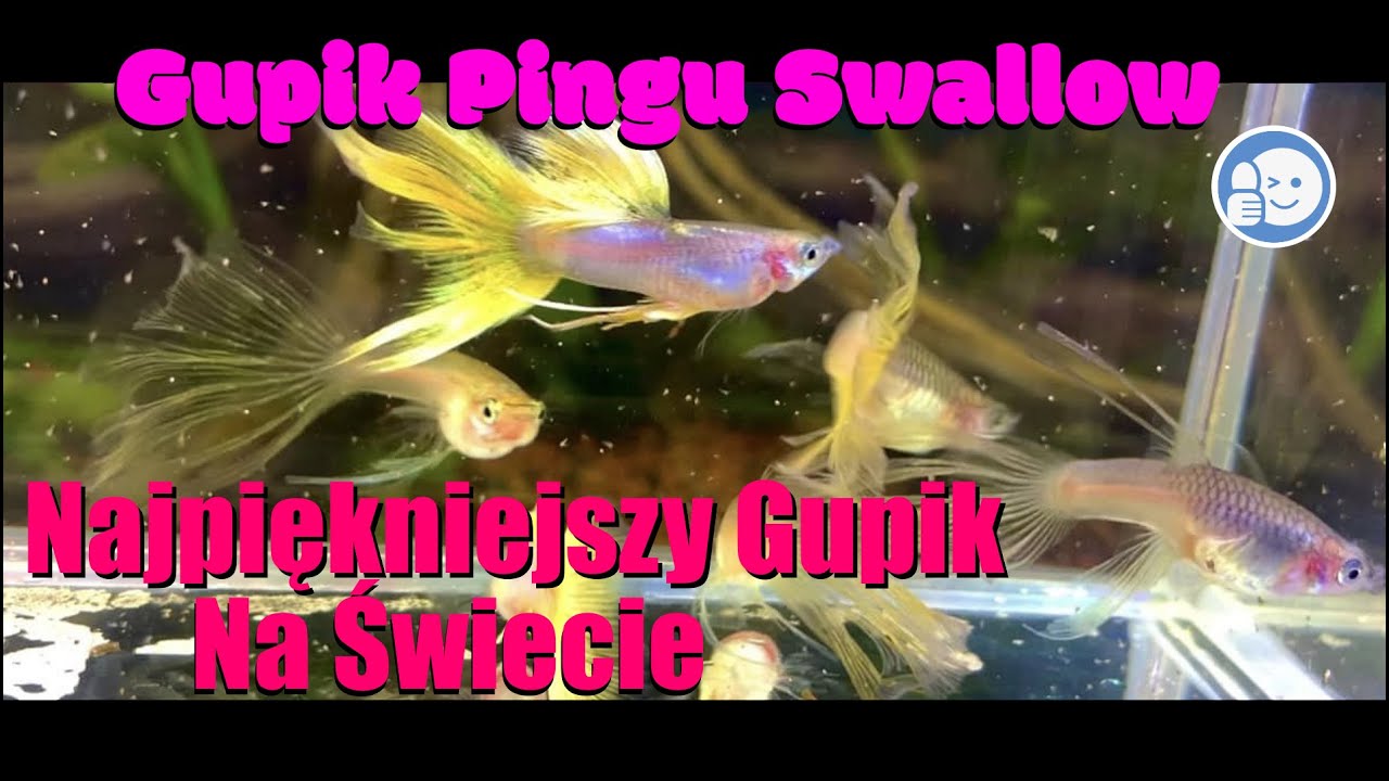 Wspaniały , Cudowny Gupik ! - Najpiękniejszy Gupik Na Świecie - Gupik ...