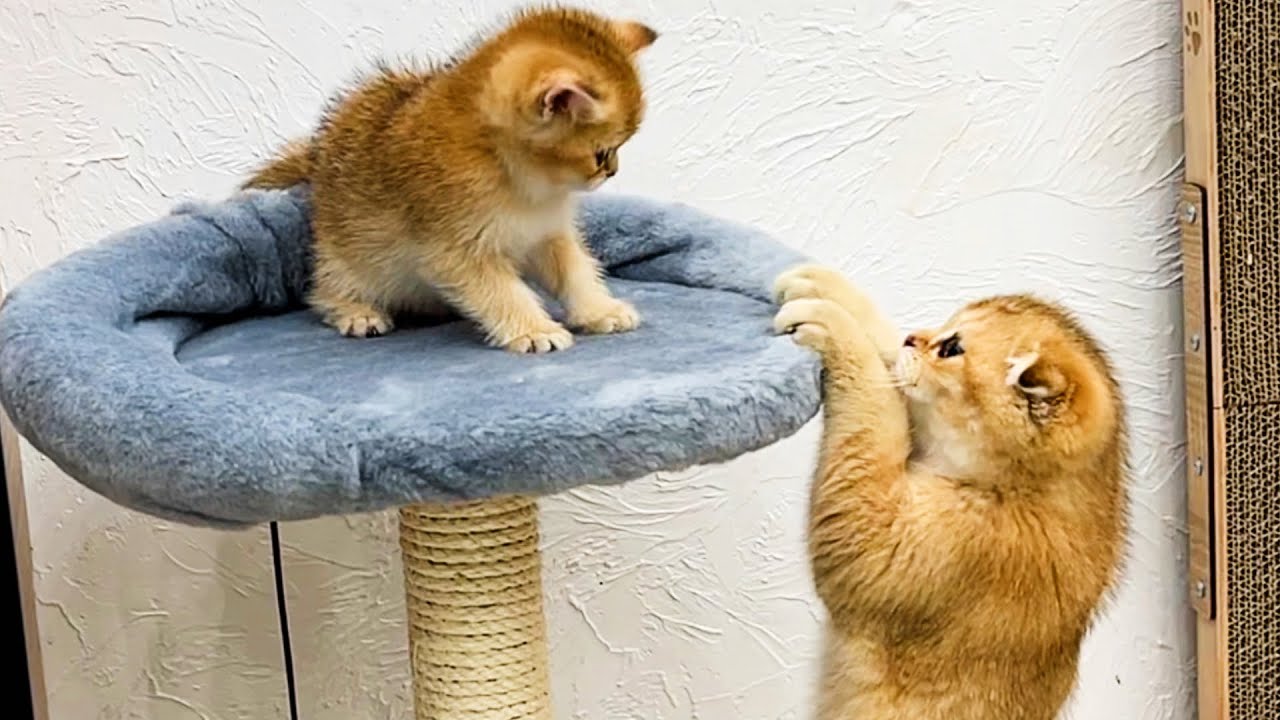 Kitten Meow's first meeting with his adopted older brother - YouTube