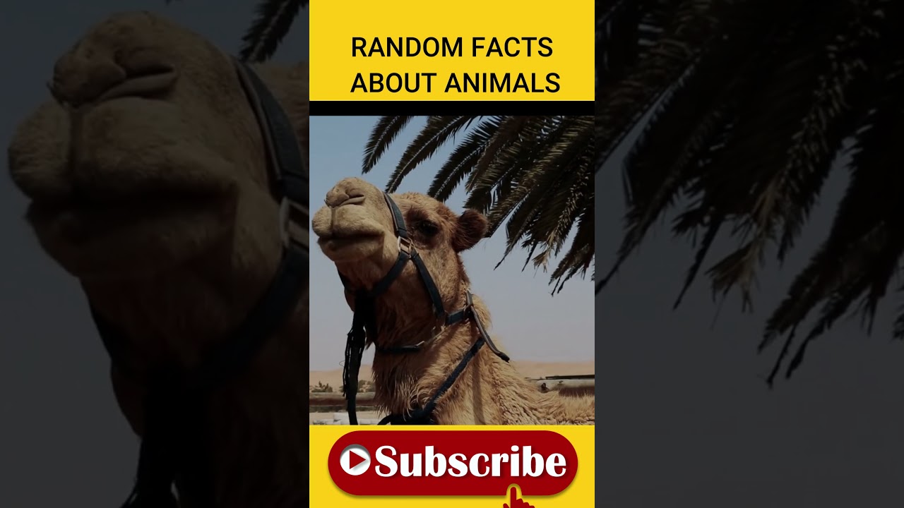 Random Facts about Animals no one knows | Rare facts | Unknown facts # ...