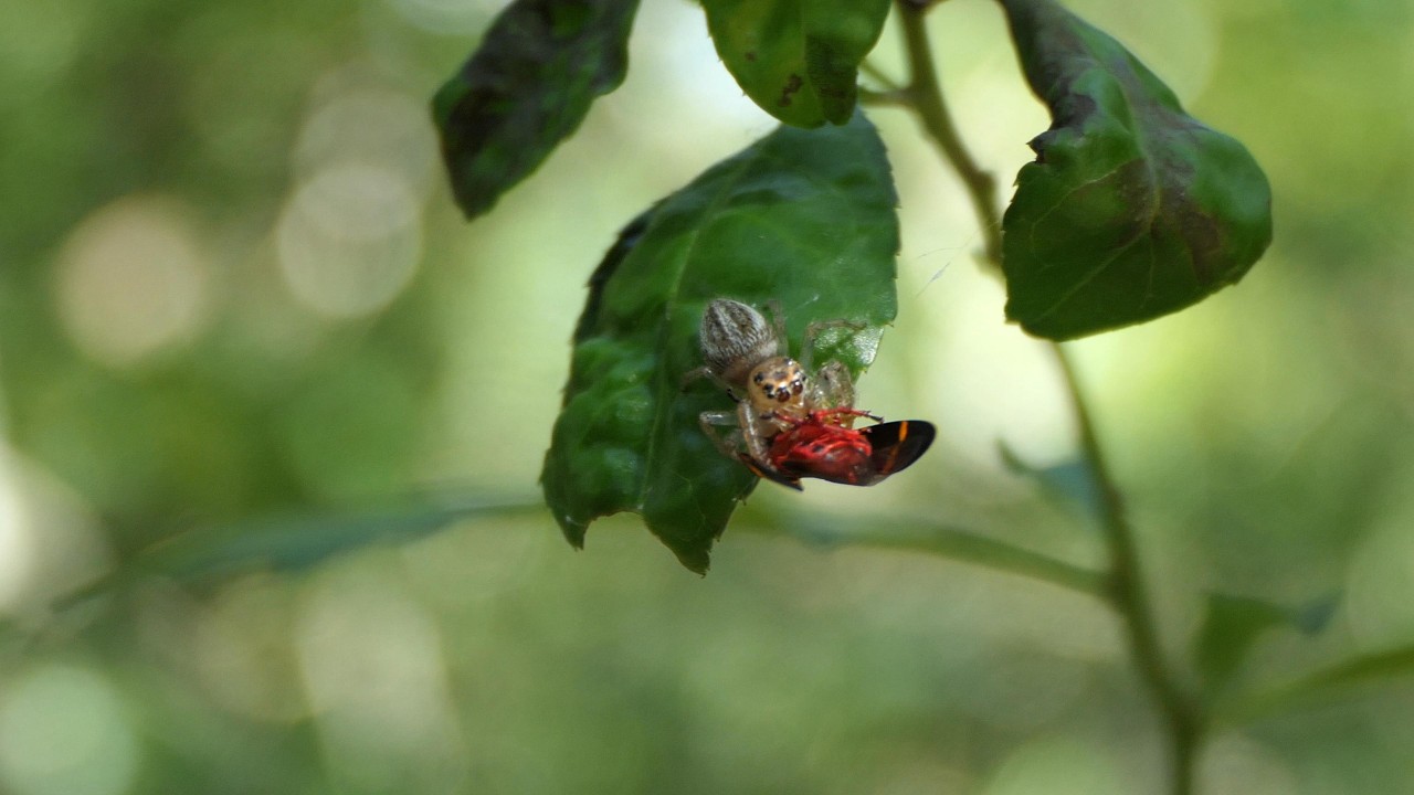 Sylvan Jumping Spider eats a Two-lined Spittlebug - YouTube