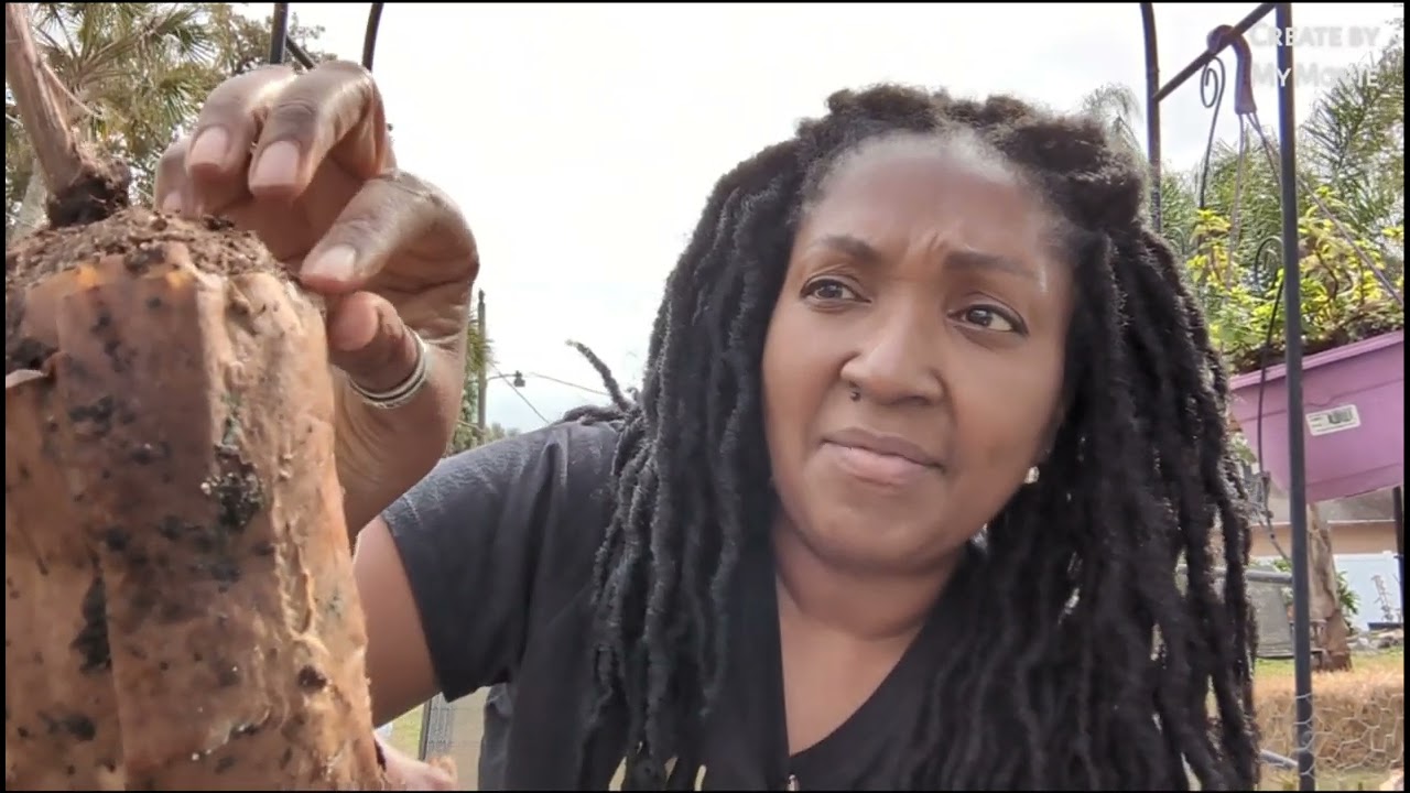 Planting grape vine from bare root - YouTube