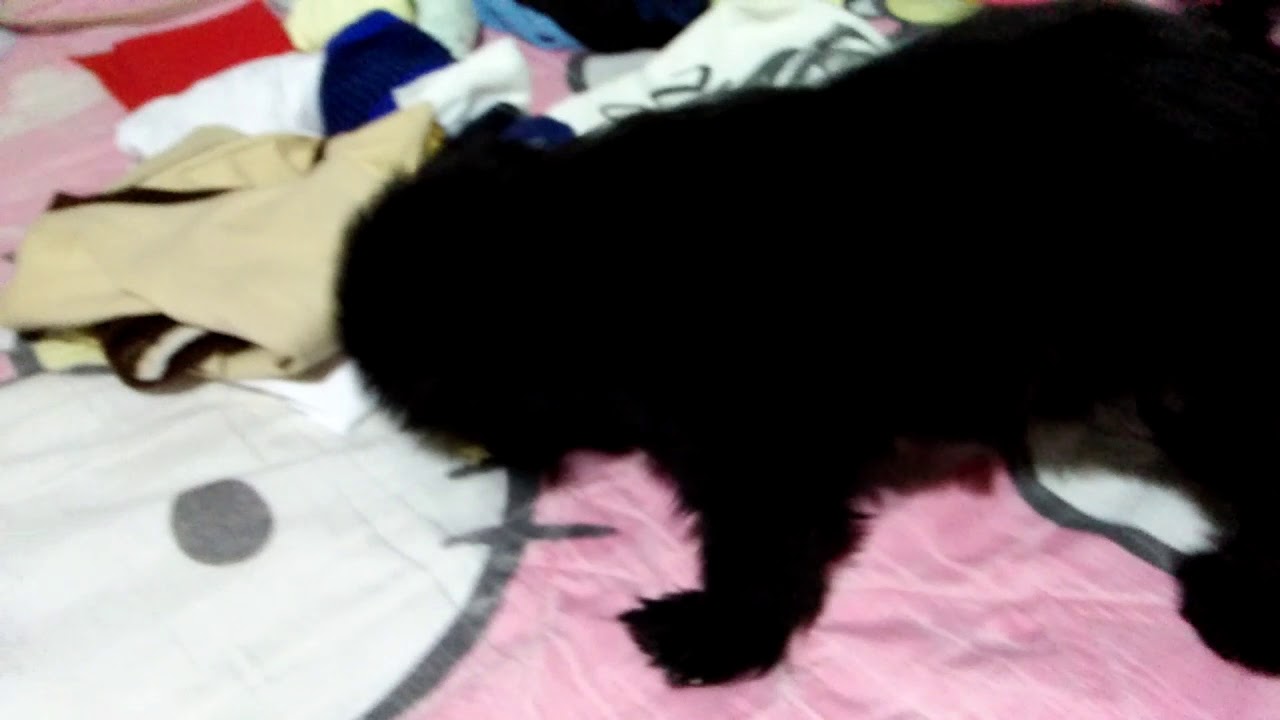 DentaStix lovers:Maxine and Wacky Shih Tzu - YouTube