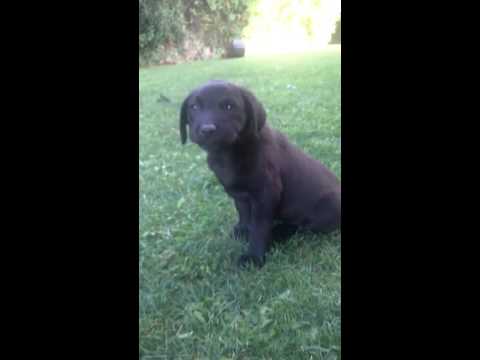 Labrador 😍😍