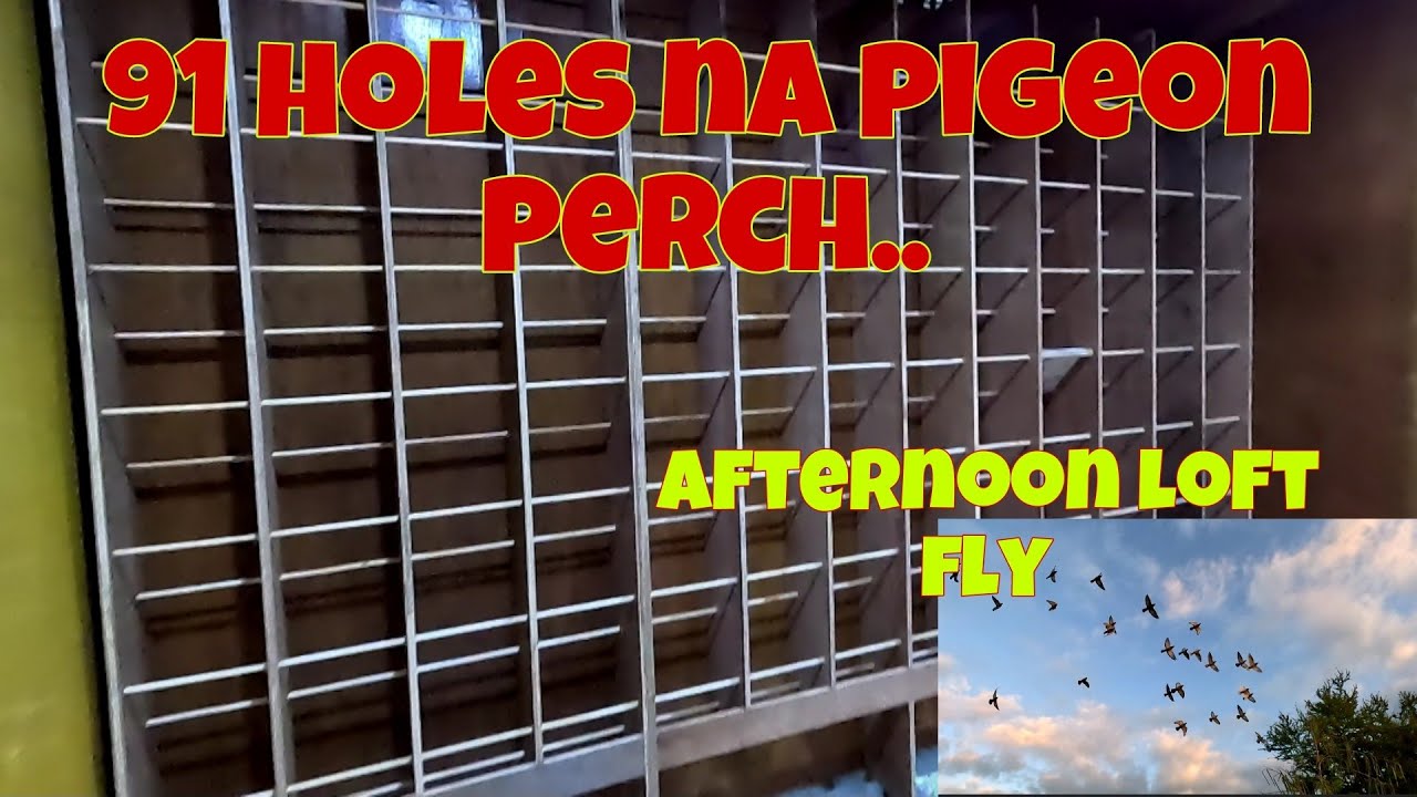 Pigeon Loft Project | Ang daming kalapati ang kasya sa mga perch - YouTube