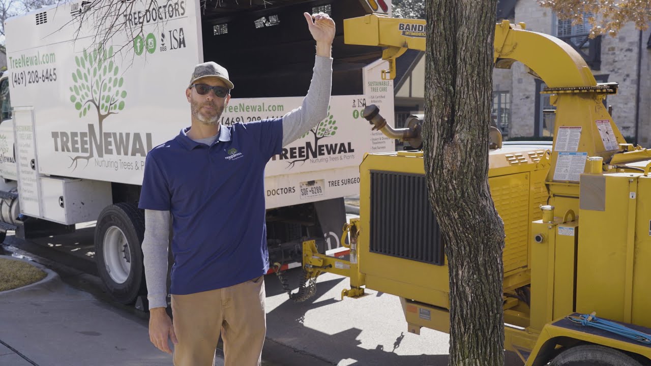Structural Pruning Explained 🏅 Certified Arborist Tackles a Young Cedar Elm with Codominant ...