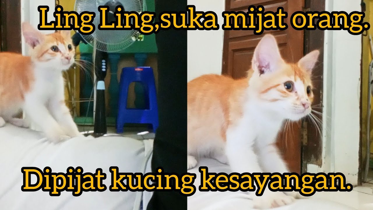 Subhanallah,kucing ini suka mijit mijit. - YouTube