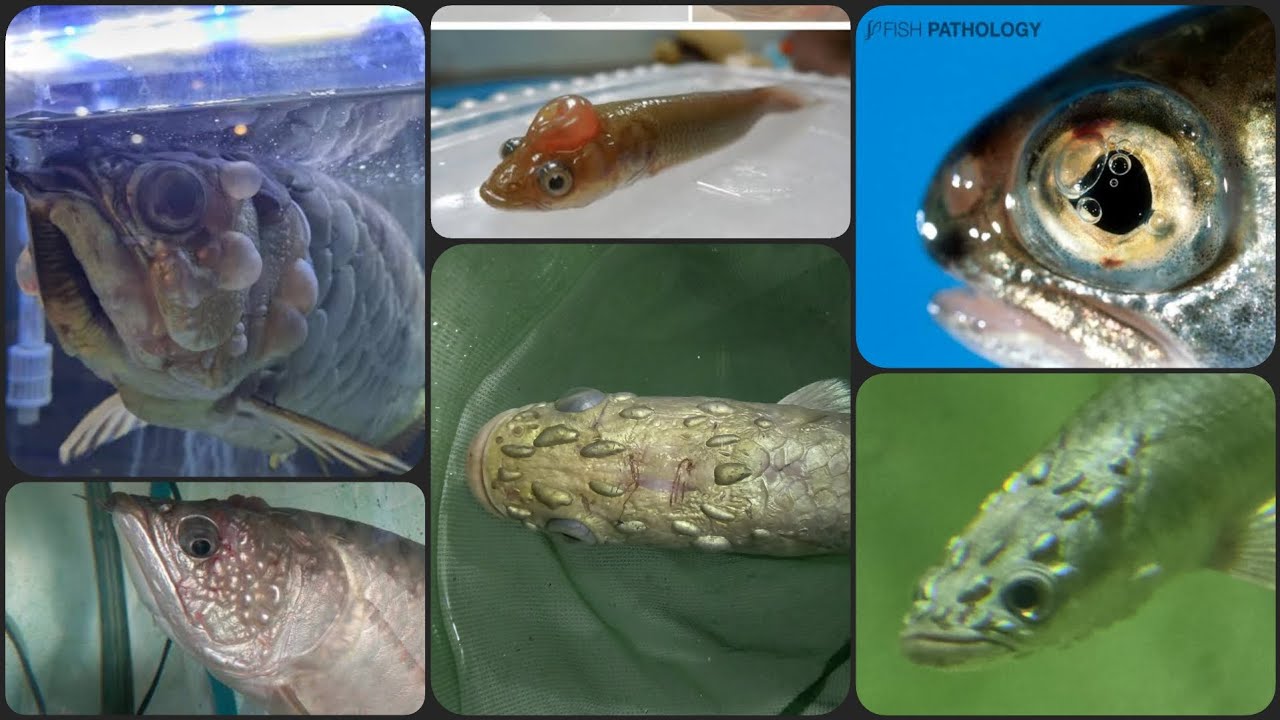 Gas bubble disease | Gas bubble syndrome | fatal fish disease # ...