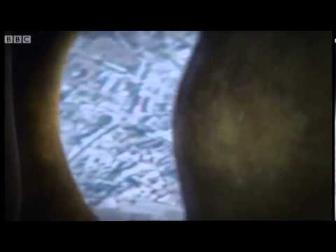 Peregrine Falcon Sky Dive Inside the Perfect Predator - BBC - YouTube