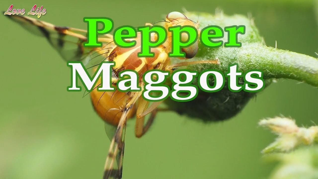 Pepper maggots love peppers so much that they were named after them ...