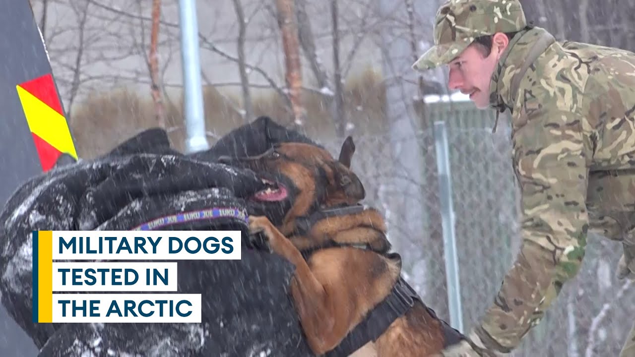 Military dogs sink their teeth into training in the Arctic - YouTube