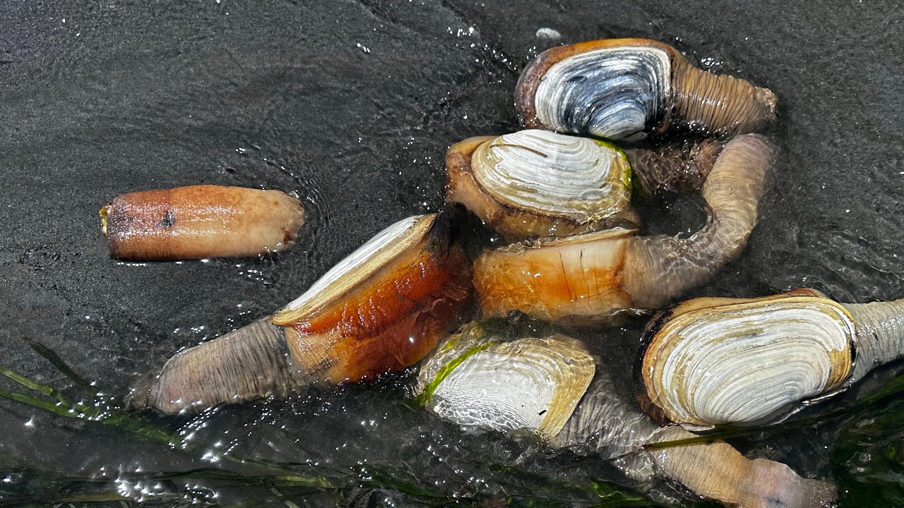 How to dig geoduck in Washington - YouTube