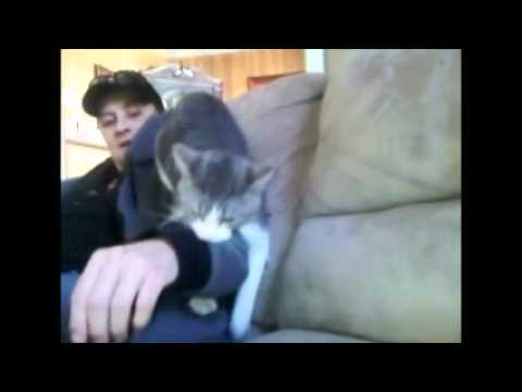cat humps human - YouTube