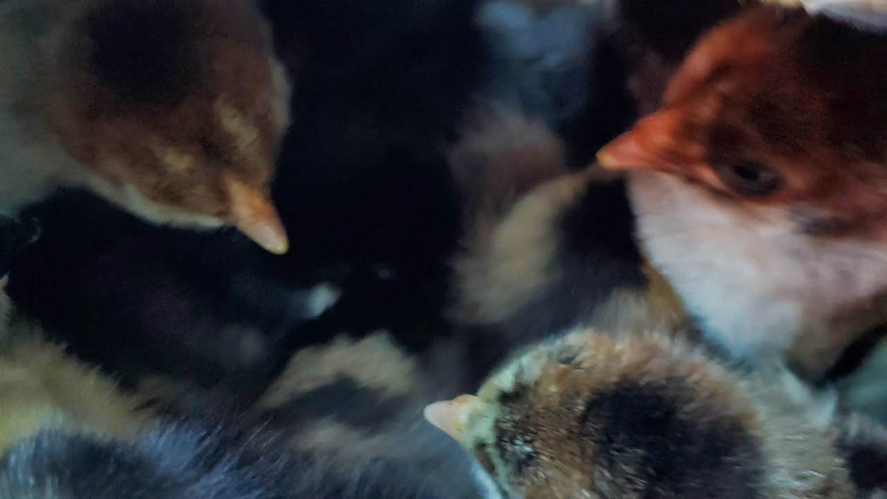 Pop Up Live Going To Get The Chicks #baby chicks #chickens - YouTube
