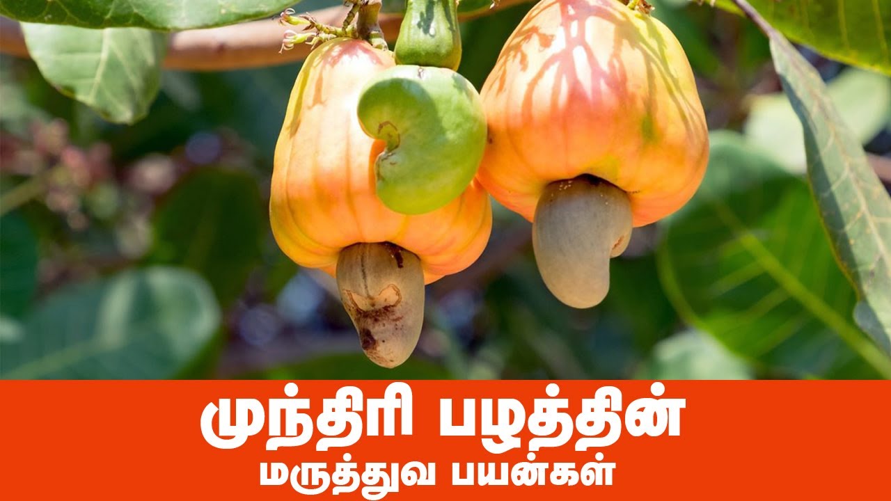 முந்திரி பழத்தின் மருத்துவ பயன்கள் II munthiri palam benefits in tamil ...