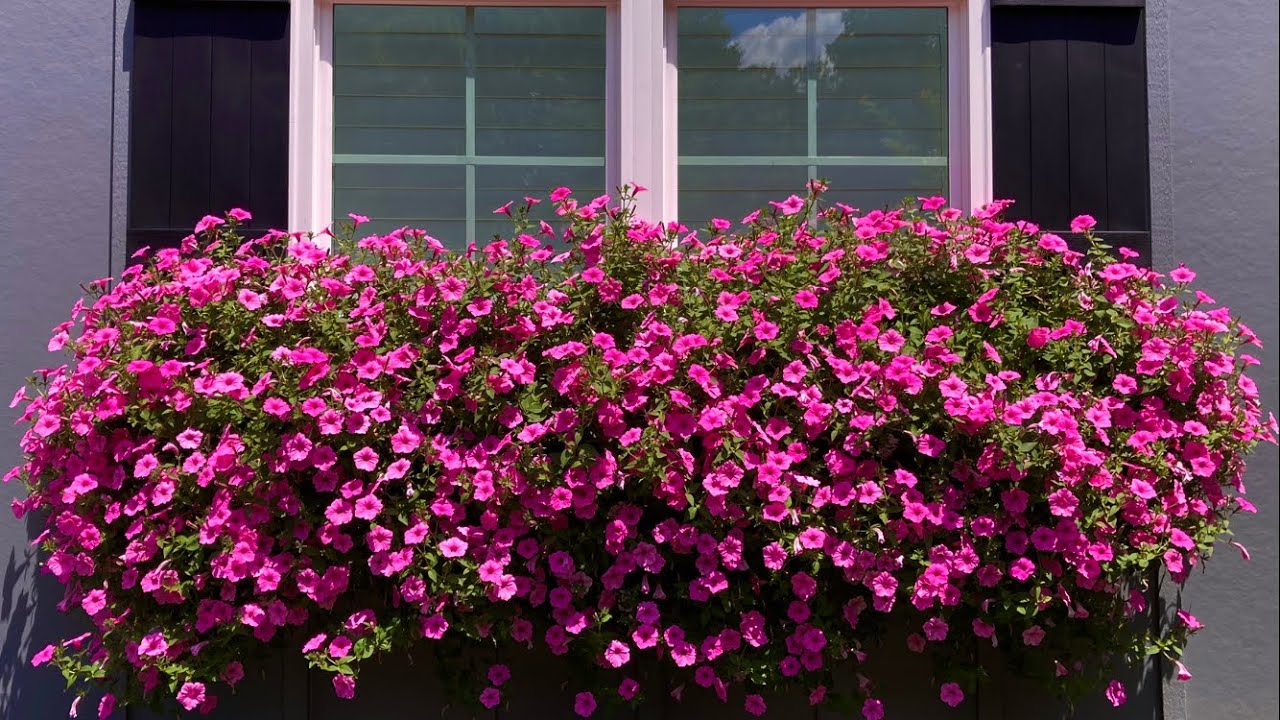 Supertunia Vista Window Boxes Week 9 Update - YouTube