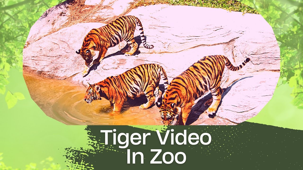 Tiger video ! Secrets of the zoo video ! Part - 6 - YouTube