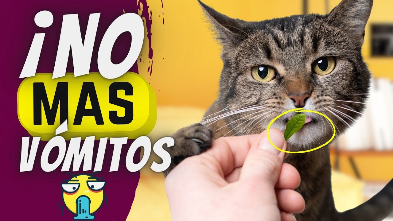 7 Remedios Caseros Contra Los Vómitos en Gatos - YouTube