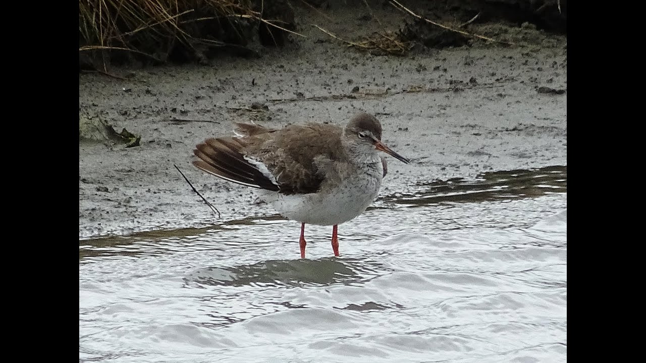 Spotted Redshank_ taking care of feather on watery farm. - YouTube