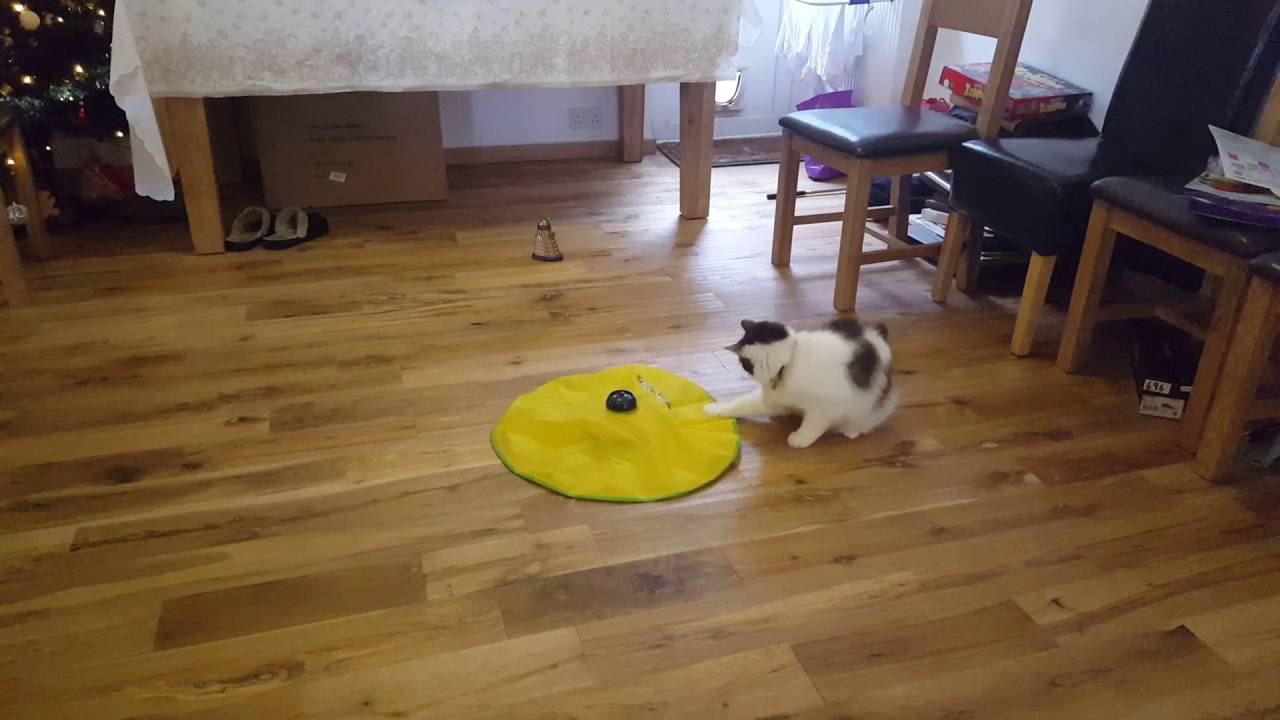 Jinky the cat playing with his new toy - YouTube