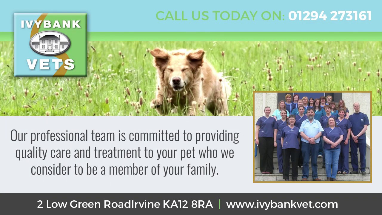 vet advert - YouTube