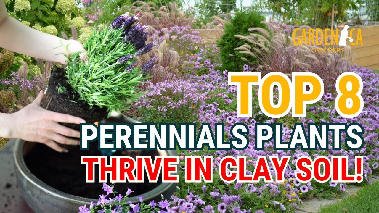 Top 8 Stunning Flowers That THRIVE in CLAY SOIL! 🌼🌱🌸 // Gardening Ideas ...