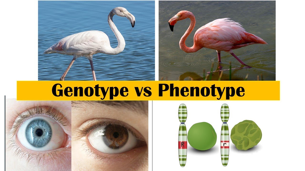 Genotype vs Phenotype; What’s the Difference? Explained with Examples ...