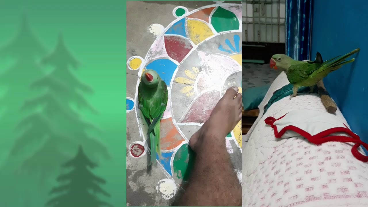 Parrot is moving - YouTube