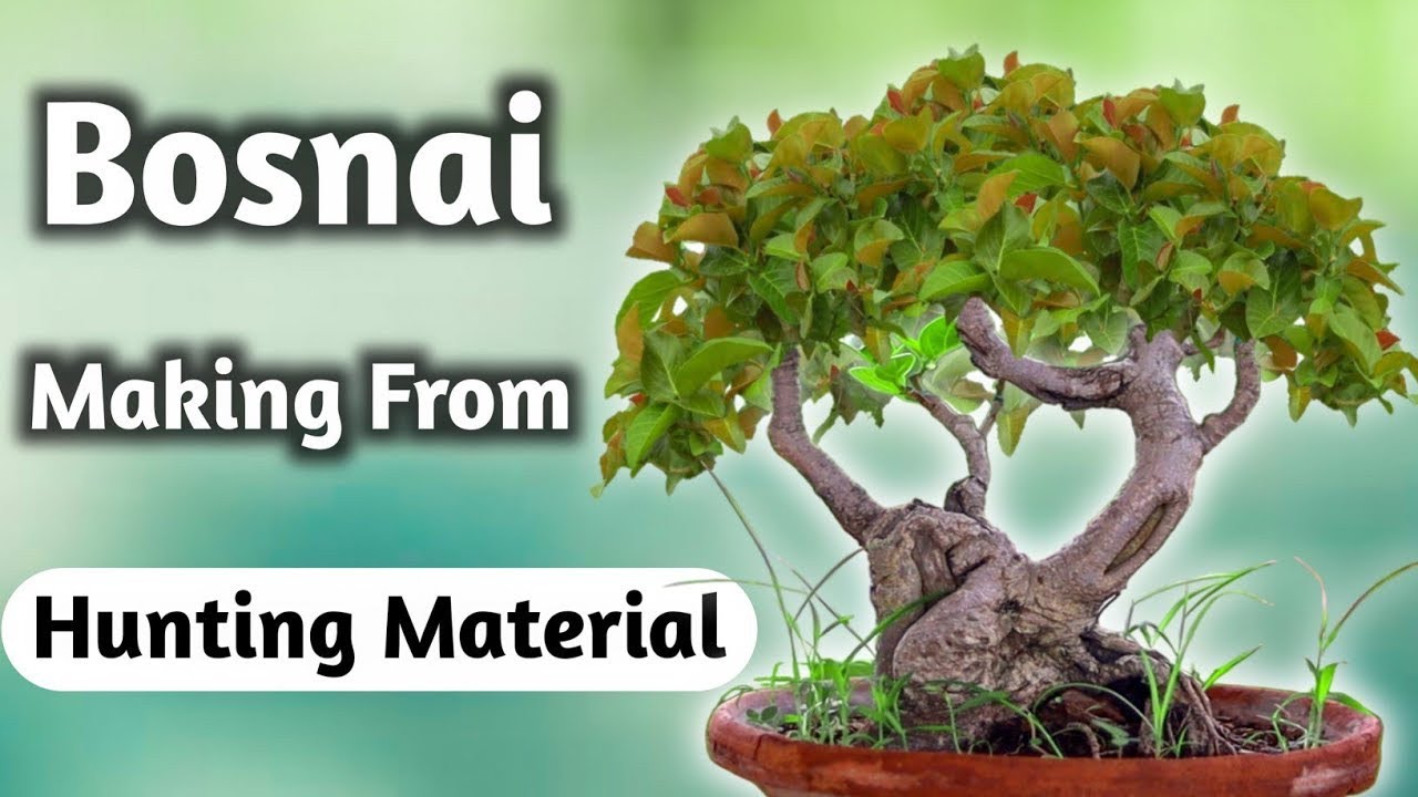 Hunting for the Faster Bonsai Tree Making - YouTube