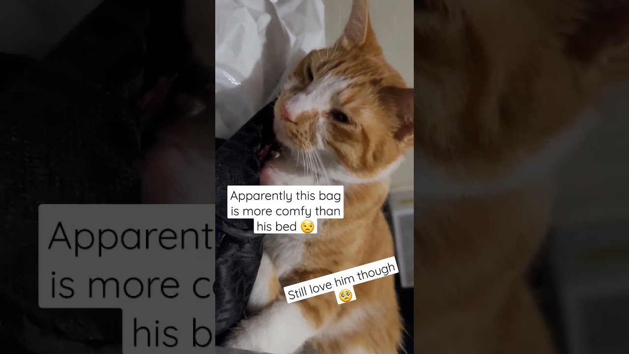 Orange cat behavior 🐈 - YouTube