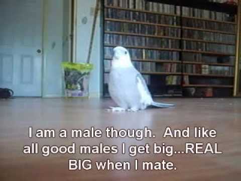 Randy I'm Not Fat Cockatiel - YouTube